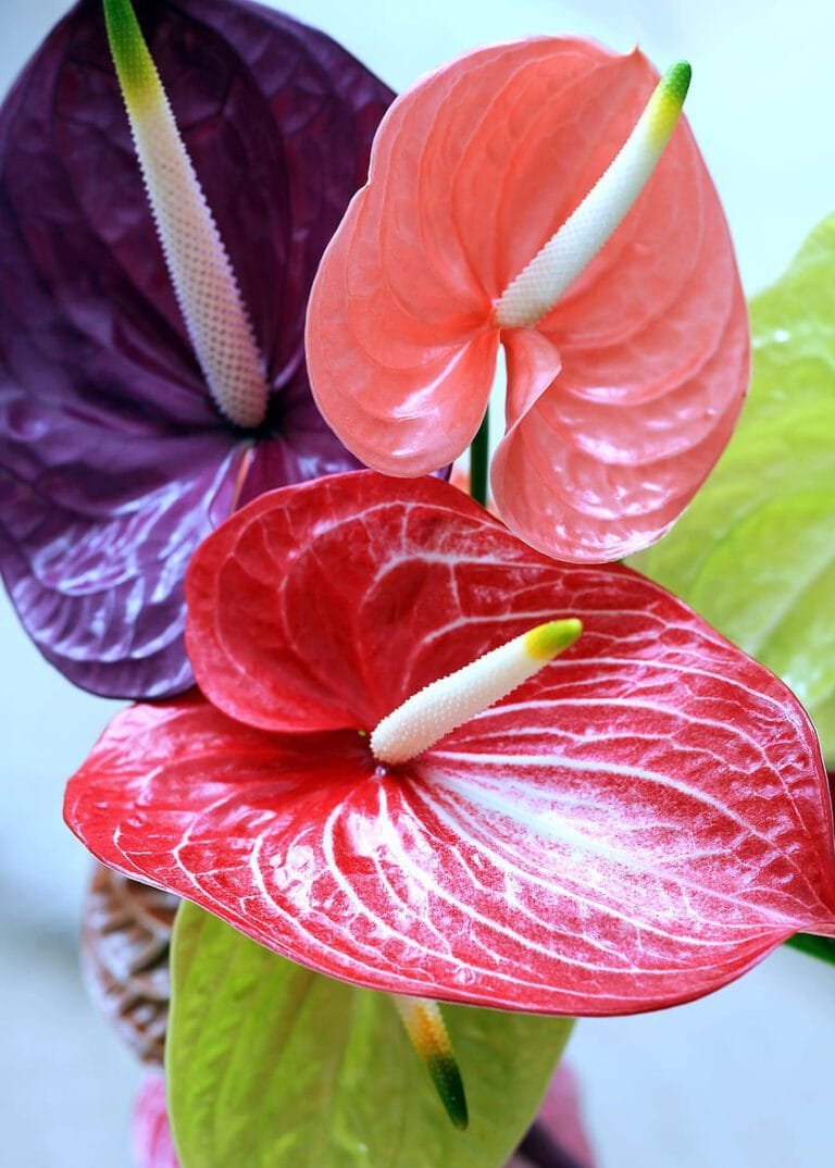 The Symbolism of Anthurium: Meaning and Significance