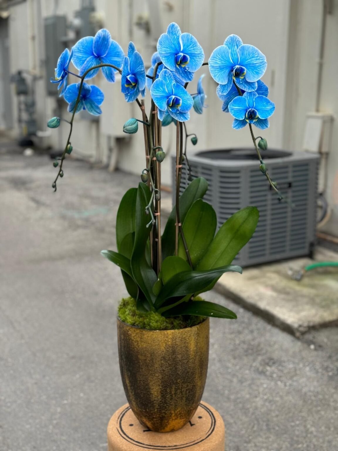 Four Blue Orchids: Hanukkah flowers | Buy flowers Boca Raton