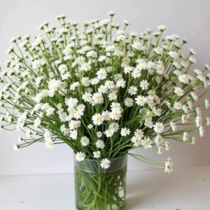 The Delicate Beauty of Gypsophila in Flower Arrangements